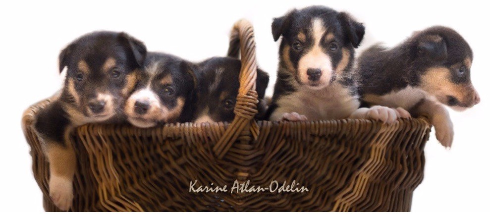 Accueil - Elevage Sparkling Stardust - eleveur de chiens Border Collie